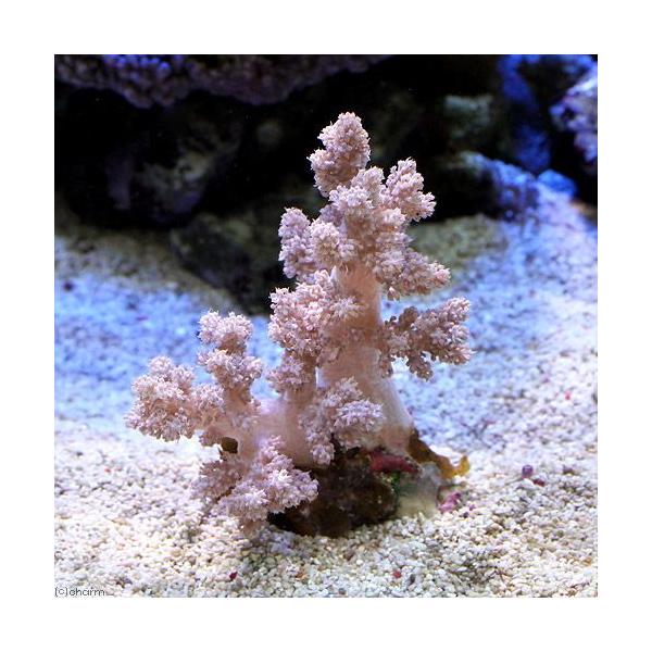 cP_nyuka　◎　kaisui75　沖縄　okinawa　b_coral　海水　サンゴ　ソフトコーラル　m_softcoral　スジチヂミトサカ　Ｓサイズ　仕入　k_top_sujitidimitosaka　softfair_980　n...