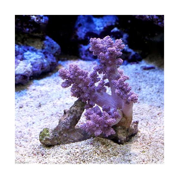cP_nyuka　◎　kaisui75　沖縄　okinawa　b_coral　海水　サンゴ　ソフトコーラル　桜　サクラチヂミトサカ　仕入　m_softcoral　スジチヂミトサカ　パープル　Ｓサイズ　k_top_sujitidimitosa...