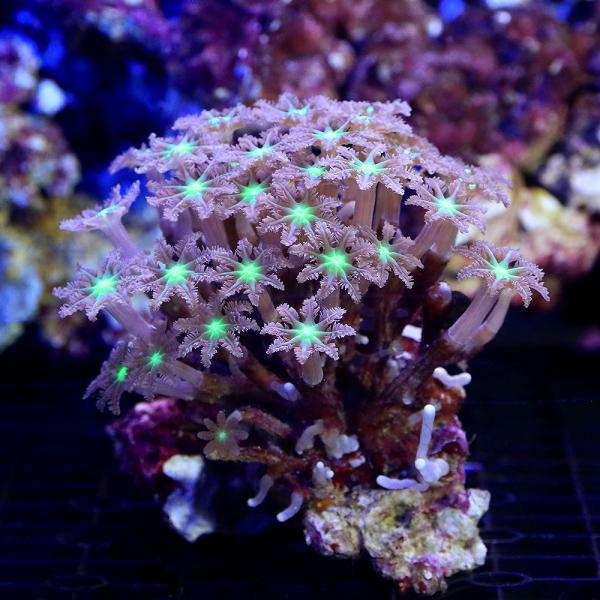 cP_nyuka　◎　tutuumidutaclavularia　沖縄　okinawa　b_coral　海水　サンゴ　ソフトコーラル　仕入　m_softcoral　ツツウミヅタ　ヘアリー蛍光グリーン　Ｓサイズ　k_top_umiduta　c...