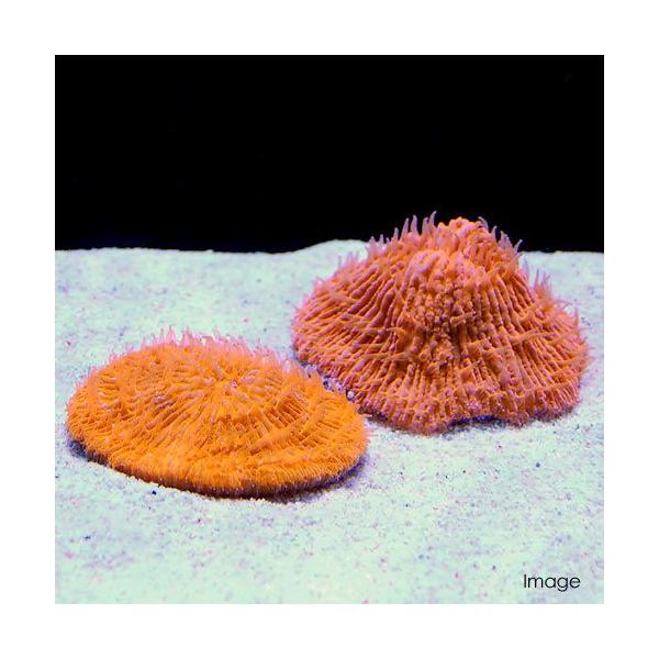 ◎　kaisui73　ma_sanfdmsklgo　ハードコーラル　m_hardcoral　Ｆｕｎｇｉａ　プレートコーラル　マッシュルームコーラル　海水　サンゴ　r0gv57ne海水　Fungia1112pd　movie_1258515　F...