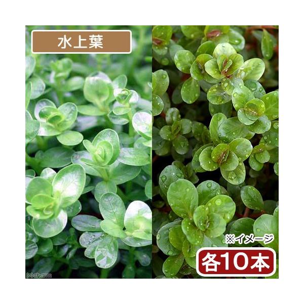グリーン　ロタラ　Rotala_green　Rotala_dyforia　_aqua　中景草　横に広がる　グリーンロタラ　Ｒｏｔａｌａ　ｓｐ．“ｇｒｅｅｎ”　ミソハギ科　Ｌｙｔｈｒａｃｅａｅ　キカシグサ属　Ｖｉｅｔｎａｍ　Ｈｒａ　グリーンロ...