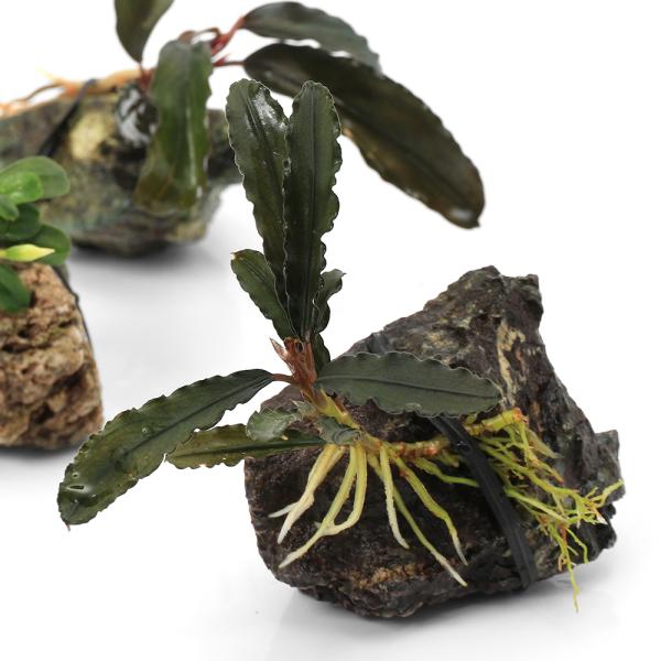 水草　ブセファランドラ　ブセファランドラｓｐ　水上葉　テラリウム　テラ向け おまかせ　レイアウト　置くだけ簡単　陰性水草　低光量　サトイモ科　Ａｒａｃｅａｅ　ブセファランドラ属　Ｂｕｃｅｐｈａｌａｎｄｒａ　ブケファランドラ　2024kouk...