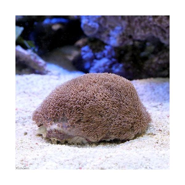 cP_nyuka　◎　kaisui75　_aqua　starpolyppachyclavularia　沖縄　okinawa　b_coral　海水　サンゴ　ソフトコーラル　m_softcoral　スターポリプ　Ｓサイズ　kaijyo　bnr_...