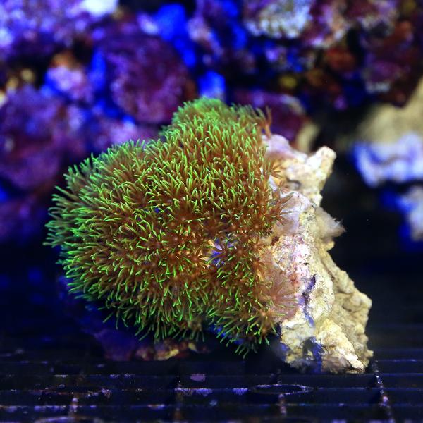 cP_nyuka　◎　kaisui75　starpolyppachyclavularia　沖縄　okinawa　b_coral　ソフトコーラル　m_softcoral　スターポリプ蛍光グリーン　ムラサキハナヅタ　海水　スターポリプ　グリーン...