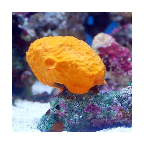 ◎　kaisui75　沖縄　okinawa　ma_sanfdmsklgo　カイメン　b_coral　海水　サンゴ　ソフトコーラル　仕入　m_softcoral　海綿　イエロースポンジ　オレンジスポンジ　k_top_kaimen　big_sa...