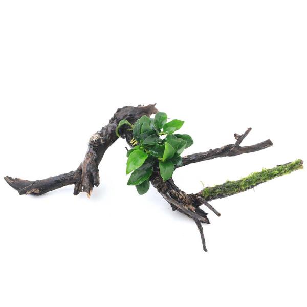 熱帯魚　水草付き流木　水草　モス／シダ付流木　all_plants　ウィローモス　wp_kywrd　アヌビアスナナプチ　活着する水草　アヌビアス　2023zenki　y23m03　巻き立て　catmosscreate2022willow　Y...