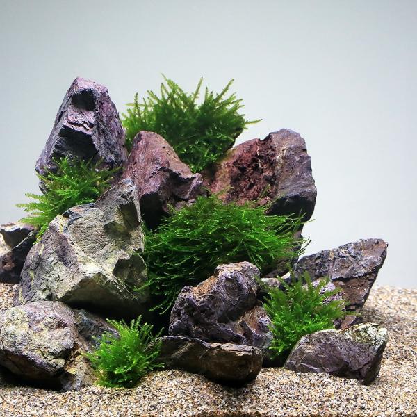 interioraquatank　アクアリウム用品　アクア用品セット　チャームオリジナル　水草　20230624　YN　YT　ビーシュリンプ飼育セット 2023kouki　レドビー　無農薬　ビギナー向け　y23m06
