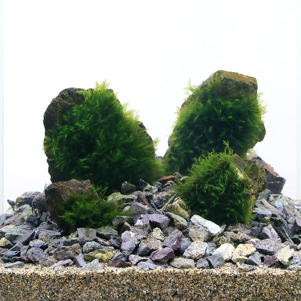 レイアウト素材セット　水草　20230701　YN　小型熱帯魚飼育セット　YT　2023kouki　y23m07　ウォーターフェザー　活着系　カラシン　グッピー　赤ヒレ　魚　ビギナー向け　初心者　レイアウトセット