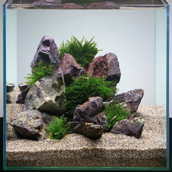 interioraquatank　アクアリウム用品　アクア用品セット　チャームオリジナル　水草　20230624　YN　YT　2023kouki　y23m06　ビーシュリンプ飼育セット 2023kouki　レドビー　無農薬　ビギナー向け
