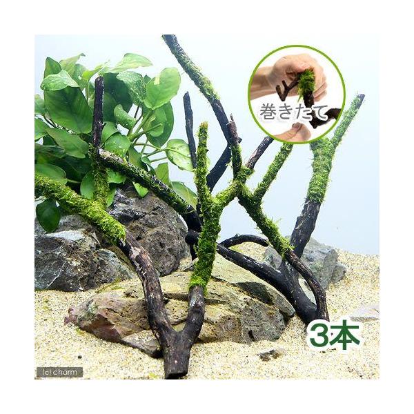 _aqua　sfset　熱帯魚　水草　モス・シダ付流木　モス付　枝状　Ｍサイズ　２０ｃｍ〜　ジャイアント南米　■　ジャイアント南米ウィローモス付　枝状流木　１本　20120917　DK　箱売り　branch-wood　mzkstopbnr_...