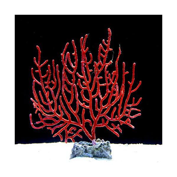 ◎　kaisui75　サンゴ　ヤギ　海水　陰日性　ＲＹＭ　20150903　Autumn_coral0914