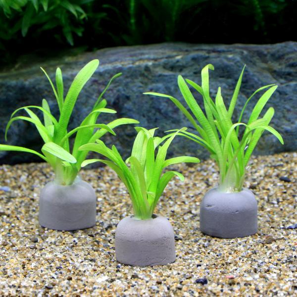 熱帯魚　_aqua　水草　前景草　種類・名称別　サジタリア　マルチリング　ブラック　LMBK　ピグミーチェーンサジタリア　２個　ＭＩ　mizks1013event　mizksrk1013event　mizksyh1013event　p5mi...