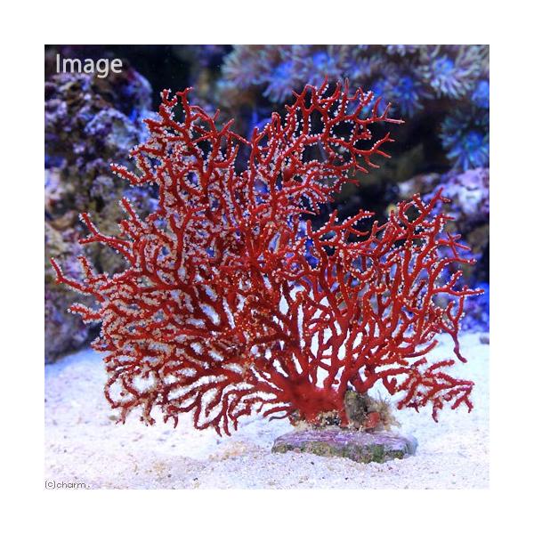 ◎　kaisui75　サンゴ　ヤギ　海水　イソバナ　Ｍｅｌｉｔｈａｅａ　ｓｐ．　シーファン　陰日性　59jiqw　wes0605_pd10_sftcrl　kaijyo　up0827time_ma　Autumn_coral0914　15bnk...