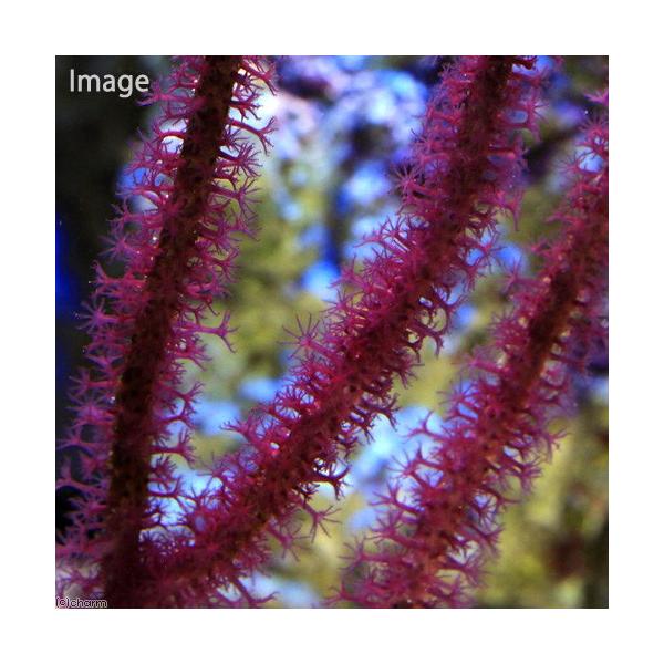 ◎　kaisui75　サンゴ　ヤギ　海水　サンゴ　m_softcoral　陰日性　ＲＹＭ　20150903　Autumn_coral0914　mrs1510_pd_snglvr