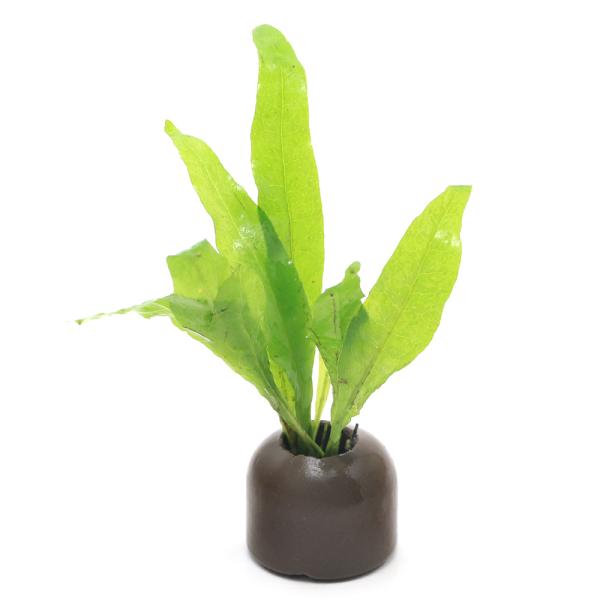 熱帯魚　_wp　_aqua　水草　ミクロソリウム　中型種　マルチリング　ブラック　LMBK　プテロプス　ＭＩ　normal-pteropus　nanakinngyo0716　imdk_mkr0130　mikusa0406　wp0519004...