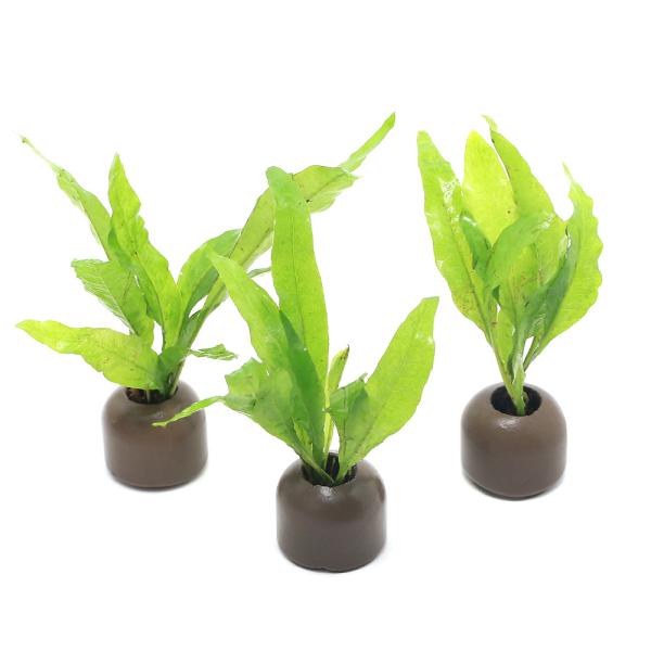 熱帯魚　_aqua　水草　ミクロソリウム　中型種　マルチリング　ブラック　LMBK　プテロプス　ＭＩ　normal-pteropus　mzksts_20181201　陰性水草　低光量　greenplants　toppatumizukusa　...