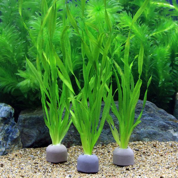 熱帯魚　_aqua　水草　後景草　ねじれている　マルチリング　ブラック　LMBK　スクリューバリスネリア　ＭＩ　itioshi09261　sc_top130929　vallisneria20140604　p5mizbrk2305　ゼオライト...