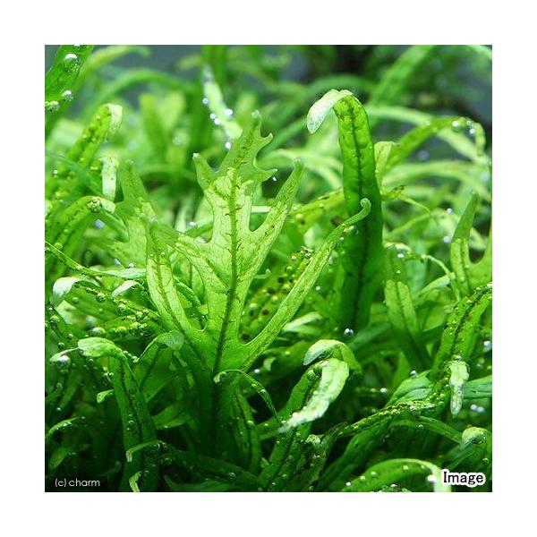熱帯魚　micro200806　水草　sakura0313水草　all_plants　rare_mic　トライデントはこちら　ミクロソリウム　wp_kywrd　20110928　TH　トライデント　weuig30　gobuse90　おすすめ...