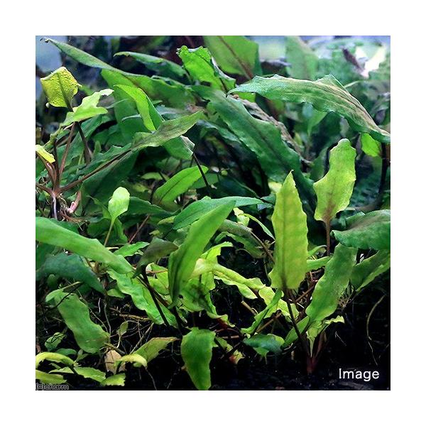 PF_SPQ　_aqua　熱帯魚　水草　クリプトとその近縁　中景　all_plants　wp_kywrd　cate0406　ウェンティーグリーンゲッコー　20130525　YS　クリプトコリネ　ウェンティー　グリーンゲッコー　水中葉　無農薬...