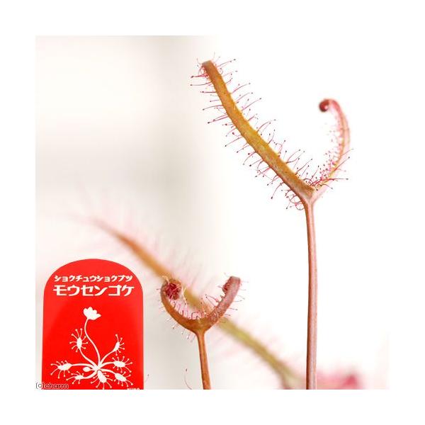 _gardening　_hachu　_interior　_kame　観葉植物　園芸　ガーデニング　ビバリウム　アクアテラリウム　パルダリウム　食虫植物　droseraceae_pio　hoihoi_pio　onepot_pio　ドロセラビナ...