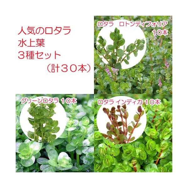 グリーン　熱帯魚　水草　中景草　横に広がる　初心者・ビギナー　グリーンロタラ　Ｒｏｔａｌａ　水上葉　無農薬　ロタラ　ロトンディフォリア　グリーンロタラはこちら　ロタラロトンディフォリア　ロタラインディカ　20130618　Ｔs　_aqua　...