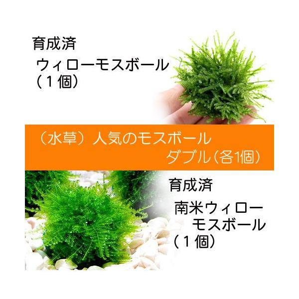 熱帯魚　_wp　水草　セット　ミックス　ボール各種　ノーマルウィローモス　南米ウィローモス　ジャイアント南米ウィローモス　ウィローモス　20130627　TS　モスボールセット各種　_aqua　47house