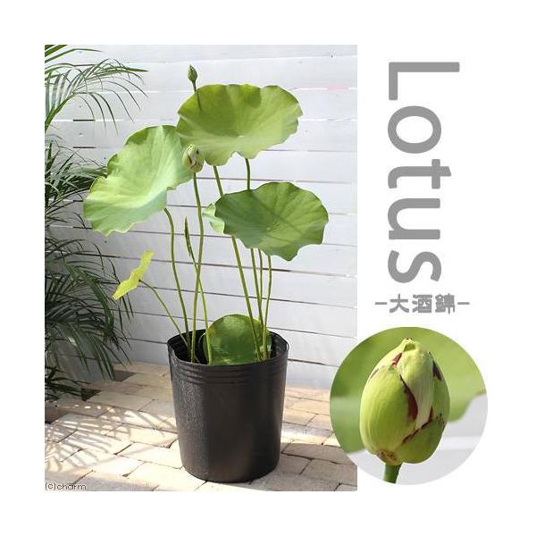 ビオトープ　ガーデニング　水辺植物　ハス　hasu_10bai0731　all_plants　20100418　YH　tuihi_rotas0614　womsomdi43　発芽待ちハス　育て方　育成方法　栽培方法　斑蓮　Usefulplan...