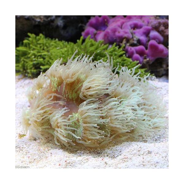 sfset　_aqua　◎　kaisui73　ma_sanfdmsklgo　ハードコーラル　海水　サンゴ　m_hardcoral　オオナガレハナサンゴ　Ｃａｔａｌａｐｈｙｌｌｉａ　ｊａｒｄｉｎｅｉ　Elegance　coral　kaijyo...