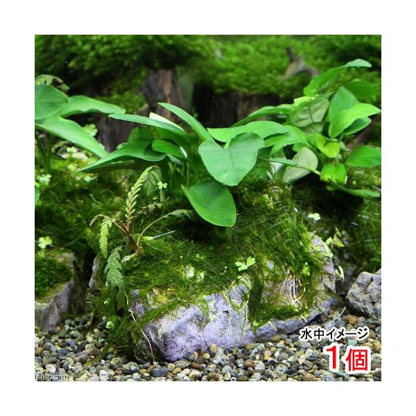 熱帯魚　水草　石付水草　風山石　草たちの水景　20131029　ＭＫ　アヌビアス・ナナ　wp_seascapes　toppatumizukusa　pus2508leaf01