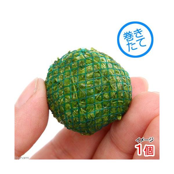 熱帯魚　_aqua　ボール　ボール各種　ボール・タイル水草　水草　前景草　絨毯のような　パールグラスはこちら　all_plants　パールグラス　wp_kywrd　callitrichoides_ball　20131217　ak_boll　...
