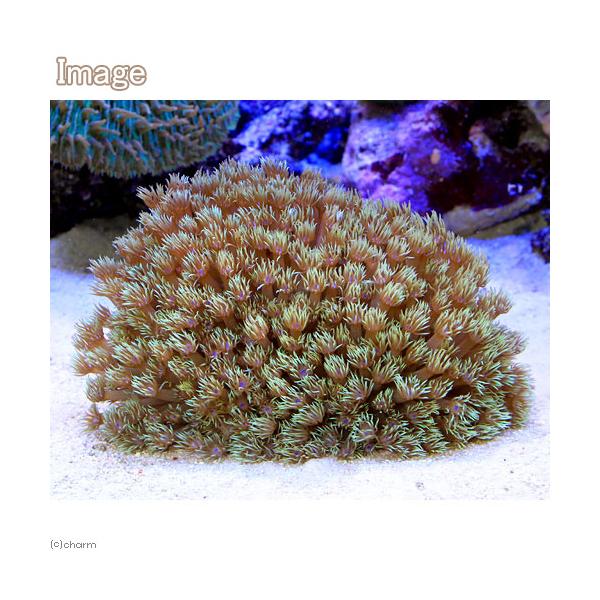 _aqua　◎　gonioporalobata　ハードコーラル　海水　サンゴ　ハナガササンゴ　m_hardcoral　Daisy　coral　Alveopora　Sp　smt17_kaisui　kaijyo　sngtop1_190821　s...