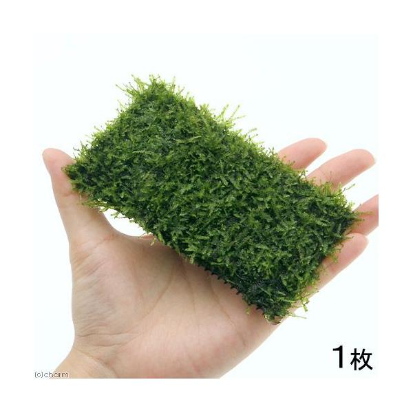 PF_SPQ　熱帯魚　_wp　_aqua　ビギナーにお勧め　水草付き流木　エビ用水草　ウィローモスはこちら　脱皮や抱卵エビの保護はこちら　稚エビの保護はこちら　CO2なしでも育つ水草　水草　ウィローモス　エビが喜ぶアクセサリ　wp_kywr...