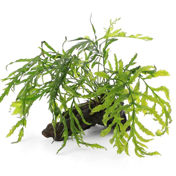 熱帯魚　_aqua　水草　モス／シダ付流木　塊状はこちら　ＴＳ　20140512　mzks_blbds　陰性水草　低光量　ボルビ　しだ　羊歯　ヒュデロッティ　47house　heudelotii　Bolbitis　y24ｍ08　20240818