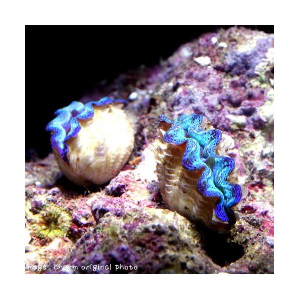 ◎　kaisui75　tridacnacrocea　海水　サンゴ　シャコガイ　m_clam　ma_nditiyo0901　u3l7N0T_kisi　Y9lnq7rU_kisi　LRhouselist　kisitop5_170705　kaij...