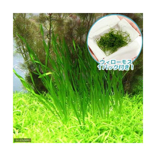 熱帯魚　ＣＯ２なしでも育つ水草　小型水槽用水草　Ｖａｌｌｉｓｎｅｒｉａ　水草　後景草　細い　ウィローモス　バリスネリア　スクリュー　スクリューバリスネリア　20140817　ＴＳ　qvJZ_A8lvo1　notco2_wp　47house