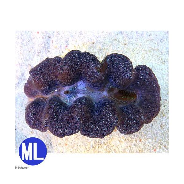 ◎　kaisui75　tridacnacrocea　海水　サンゴ　シャコガイ　ヒメジャコガイ　ヒメジャコガイ　m_clam　tcmamama　tg378qcq海水　u4BKY　ma_henteko0907　9masu_syako0922　c...