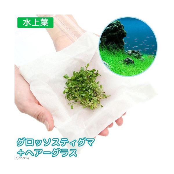 熱帯魚　_aqua　ビギナーにお勧め　水草　グロッソスティグマ　グロッソ　ヘアーグラス　水上葉　パック　20141123　ＴＳ　set_wp_2014　wp0210_4front　wp0217_2front　bnr_topznki　glos...