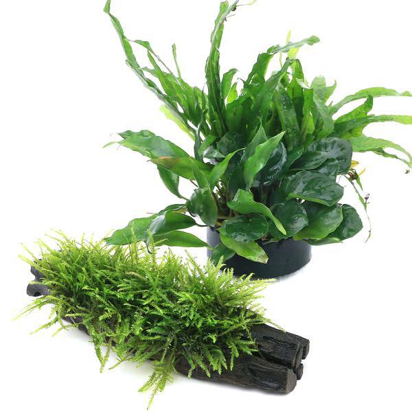 熱帯魚　ビギナーにお勧め　水草　ウィローモス　育成済　流木　溶岩石　レイウトセット　生体付　20141123　ＴＳ　set_wp_2014　minami10po0108　bnr_mzkslft_okdk　47house　産卵床　メダカ　se...