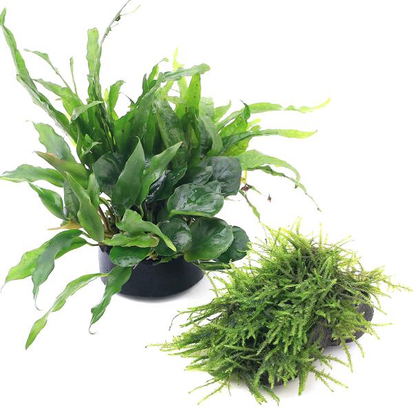 ビギナーにお勧め　ミナミ　ミナミヌマエビ　ウィローモス　育成済　風山石　ハニカム　シェルター　１０匹付　レイウトセット　生体付　20141123　ＴＳ　set_wp_2014　minami10po0108　wp0210_5moss　wp02...