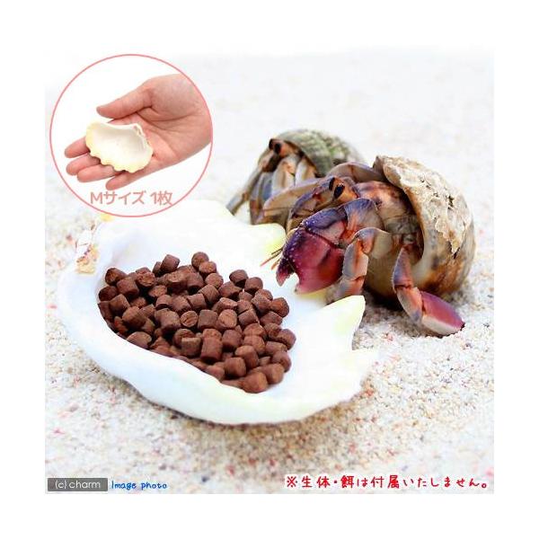 メーカー：(株)リーフ Leaf Corp アクアリウム用品　_animal　_insect　◎　kaisui71　貝殻　かざりサンゴ　装飾　レイアウト　インテリア　オブジェ　ヤドカリ　餌皿　エサ入れ　水入れ　海水　水槽用アクセサリ　貝殻9...