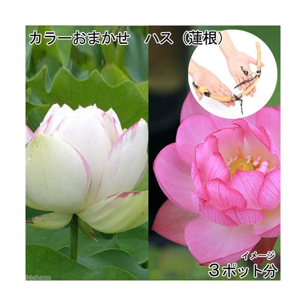 ビオトープ　ガーデニング　水辺植物　ハス　all_plants　【smtb-TD】【saitama】　発芽待ちハス　20150424　TS　株売　育て方　育成方法　栽培方法　mrs1904_1pd_biotob　mrs1904_2pd_ki...