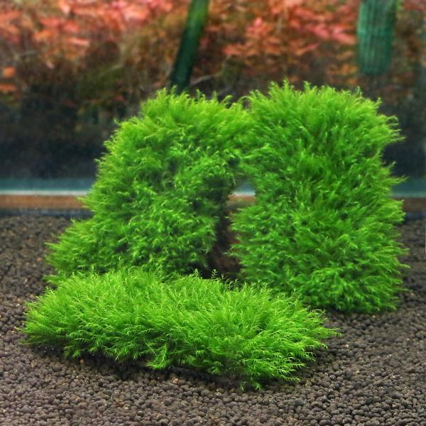 熱帯魚　_aqua　水草　クッション　Fissidens　fontanus　ウォーターフェザー　フェザー　ホウオウゴケ科　ホソホウオウゴケ属　モス　エビ用水草　置くだけ　絨毯　モコット　2021kouki　JA　20210918　y21m9...