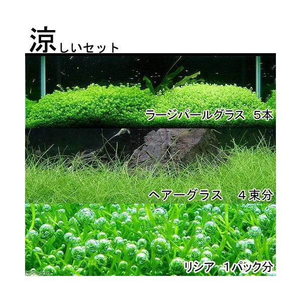 熱帯魚　有茎　ヤ行　all_plants　ラージパールグラス　ヘアーグラス　リシア　20150709　TS　p5wpss21　47house　pus2503leaf02　wplanteventbp202504　wplantevent202505