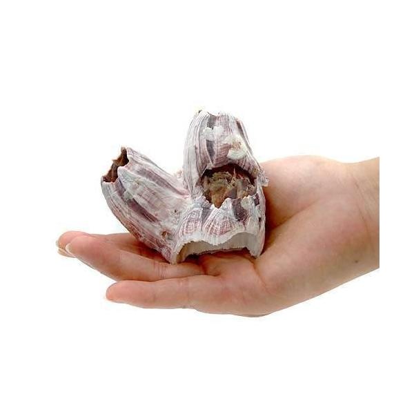 アクアリウム用品　◎　kaisui74　アクア用品　海水　器具　貝殻　かざりサンゴ　装飾　レイアウト　インテリア　オブジェ　フジツボ　水槽用アクセサリ　シェルター　天然素材　hujitubo　20100901　ＭＲＫ　_aqua　movie...