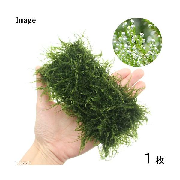 PF_SPQ　熱帯魚　エビ用水草　脱皮や抱卵エビの保護はこちら　稚エビの保護はこちら　ヤナギゴケ科　ヤナギゴケ属　Leptodictyum　riparium　バブルモス　ヤナギゴケ　ストリンジーモス　クリスタルモス　モコット　2015120...