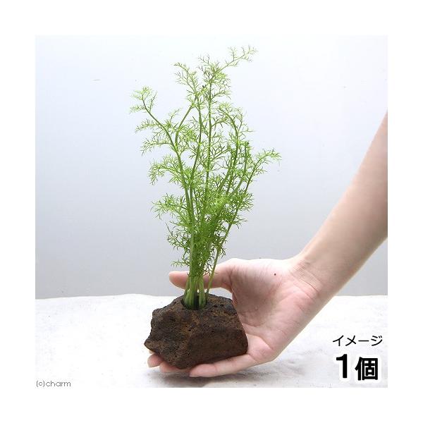 熱帯魚　ウォーターウィステリア　water_wisteria　_wp　_aqua　anayogan1111　水草　溶岩石付　all_plants　穴あき溶岩石　20161203　TS　スプライト　seitaieventlo202509