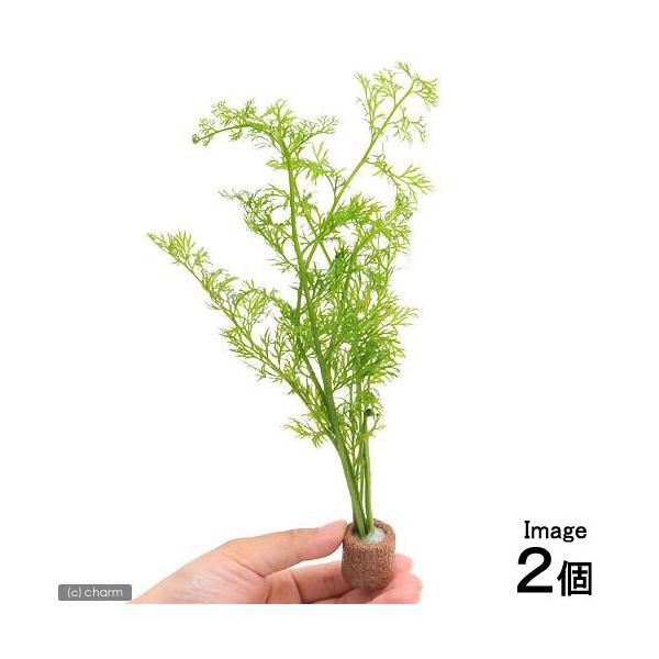 熱帯魚　_aqua　有茎　ハ行　水草　後景草　ギザギザ　ベトナム産スプライトはこちら　20161213　ＴＳ　p5mizbrk2305