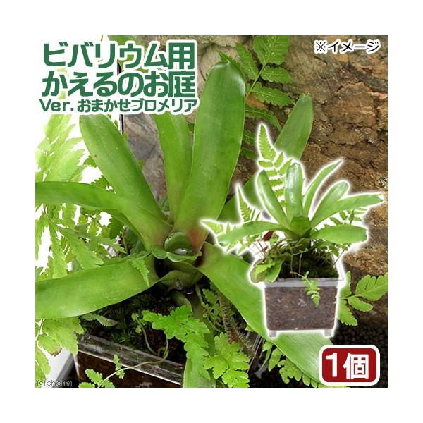 line2462terarium　_gardening　_kame　_hachu　yoseue　水草　鉢植え水草　all_plants　寄せ植え鉢植え　水上葉寄せ植え　wp_kywrd　ビバリウム　両爬向き植物　亀　爬虫類　20170805...