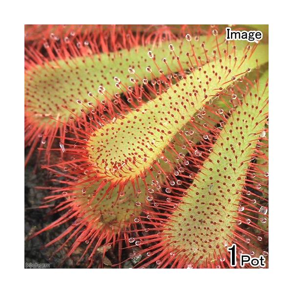 paludariumplants　パルダリウム　テラリウム　_interior　_gardening　_hachu　_kame　観葉植物　園芸　ガーデニング　ビバリウム　アクアテラリウム　食虫植物　droseraceae_pio　hoiho...