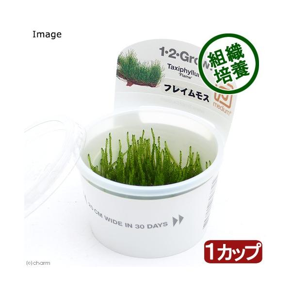 PF_SPQ　熱帯魚　_aqua　エビ用水草　活着する水草　コケの仲間　水草　コケ　モス類　all_plants　wp_kywrd　フレームモスはこちら　フレイムモス　20180108　ＴＳ　Ｔａｘｉｐｈｙｉｉｕｍ　Ｆｌａｍｅ　フレームモス...